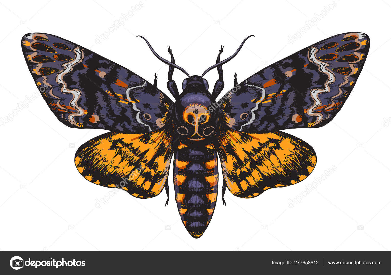Hand Drawn Acherontia Styx Butterfly Color Stock Vector Image by ...