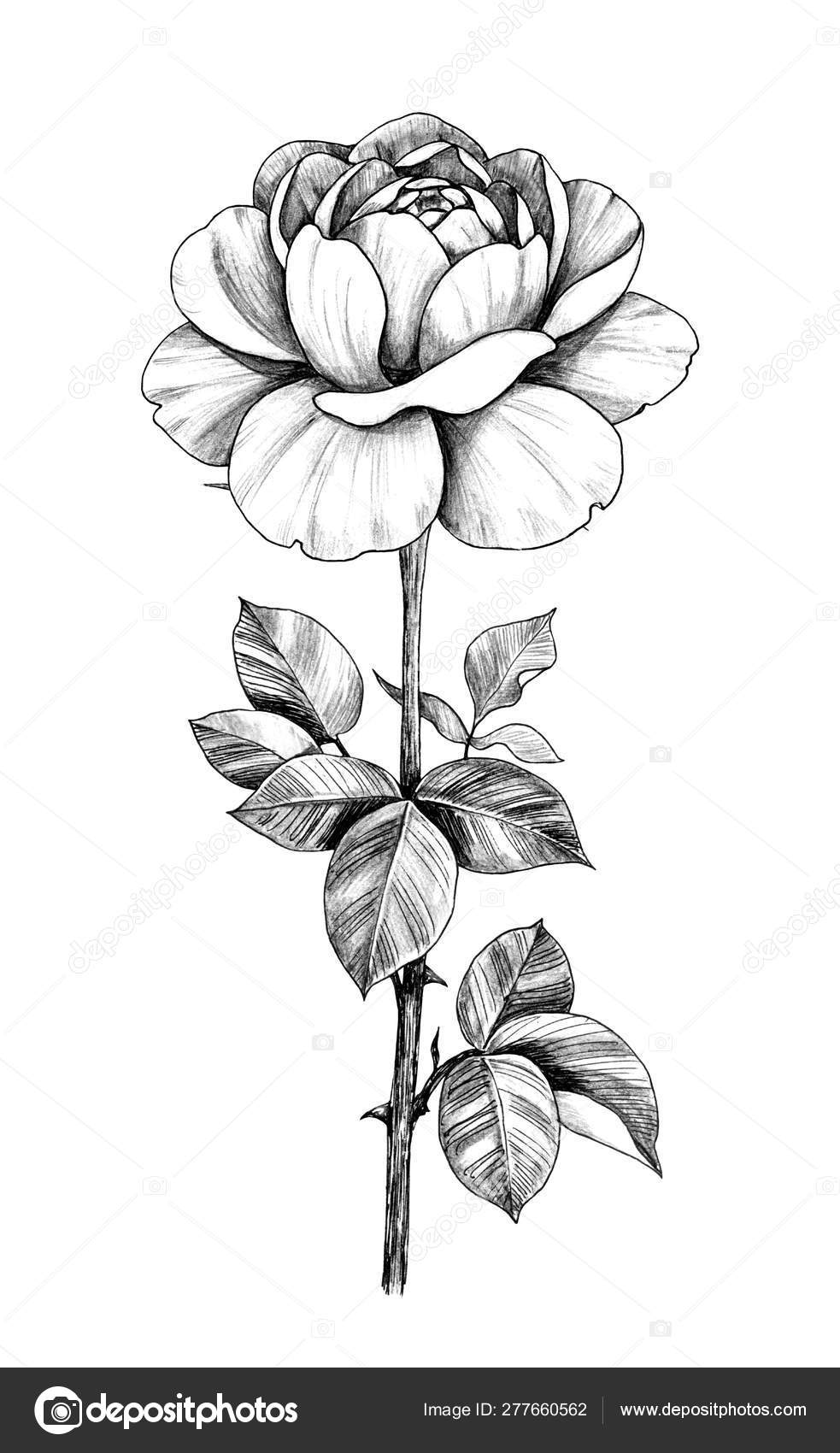 Single Rose Pencil Drawing