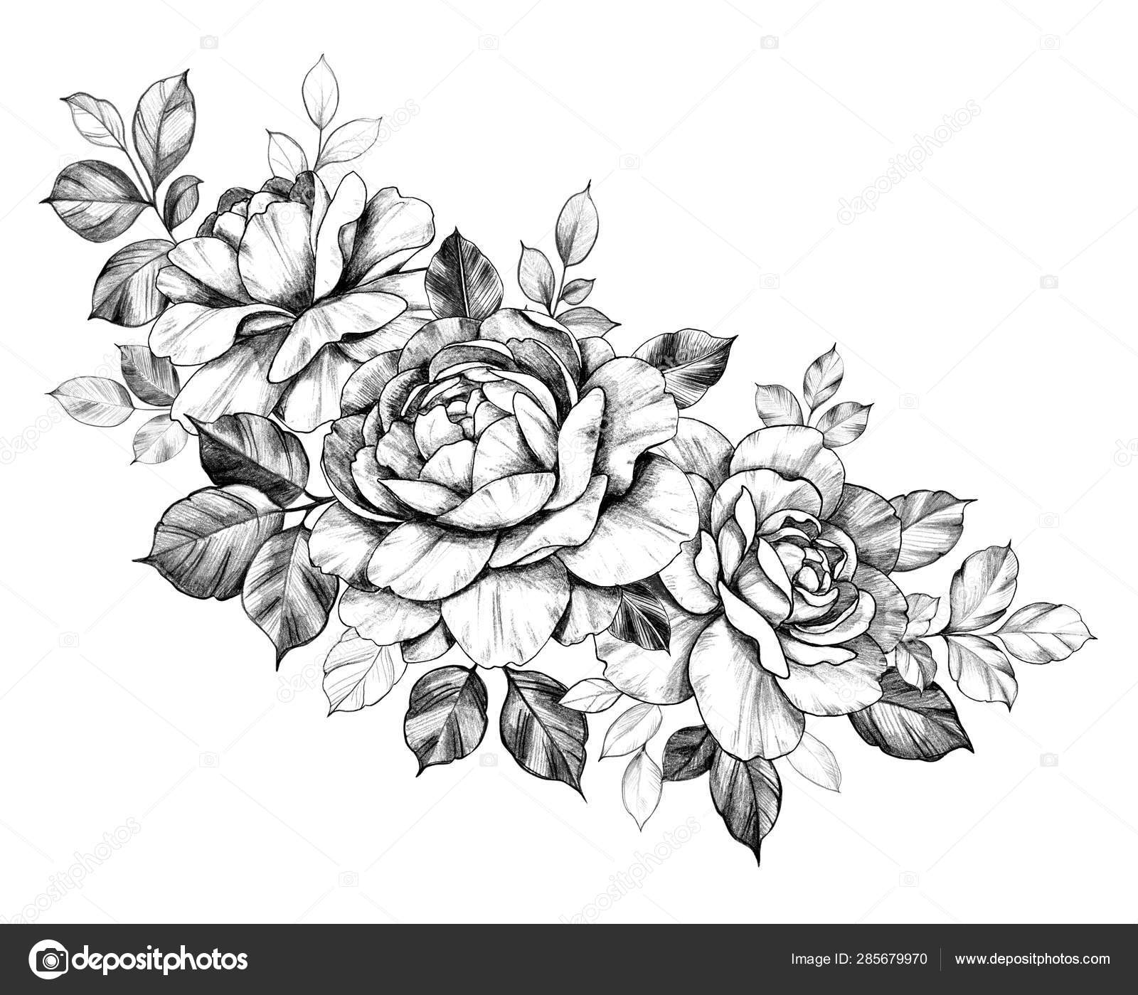 Hand drawn Floral Composition with Rose Flowers Stock Illustration by ...