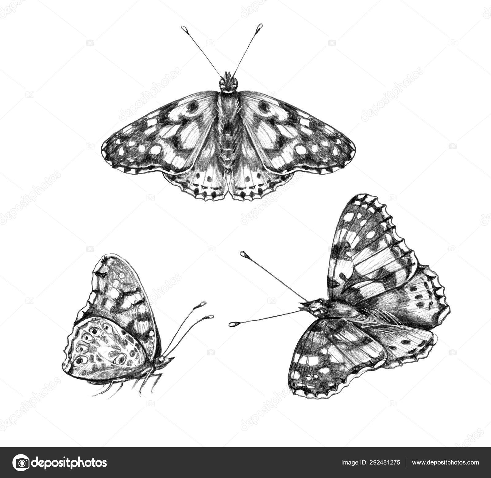 Hand Drawn Flying and Sitting Monochrome Butterflies Stock Illustration ...