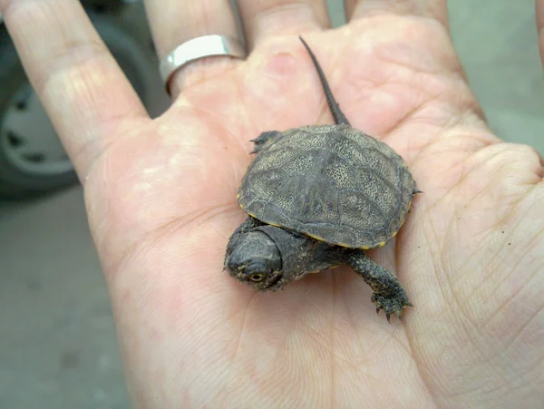 Tertle Stock Photos, Royalty Free Tertle Images | Depositphotos