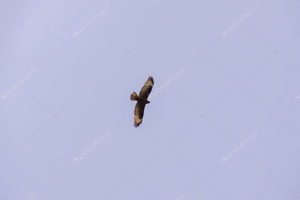 Halcón volando en un cielo azul claro. Halcón depredador de aves. Un ...