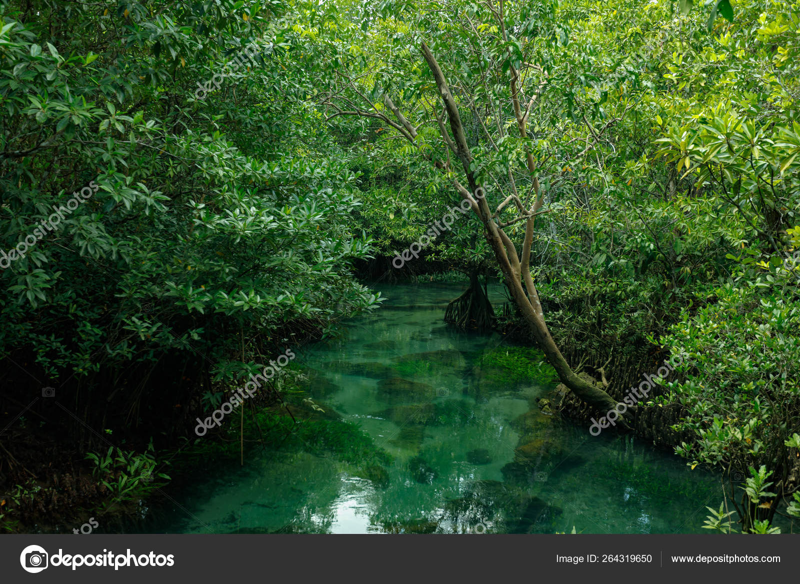 A charming transparent river in the mangrove forest. — Stock Photo ...