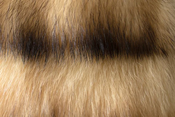 The texture of natural fur. Fox fur. Natural color, close-up. - Stock ...