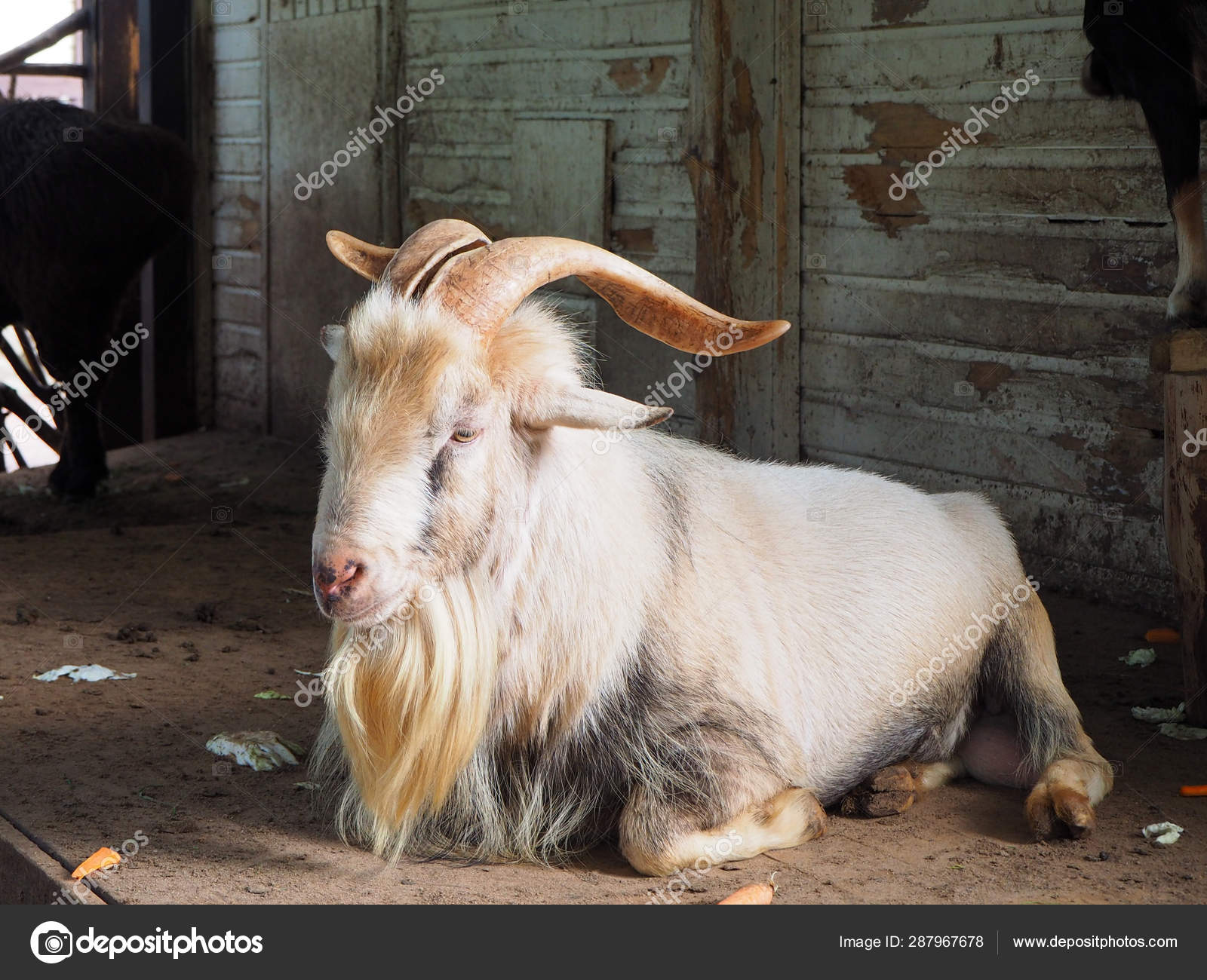 Big Goat | ppgbbe.intranet.biologia.ufrj.br