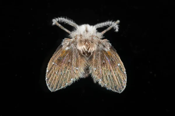 Drain fly Stock Photos, Royalty Free Drain fly Images | Depositphotos