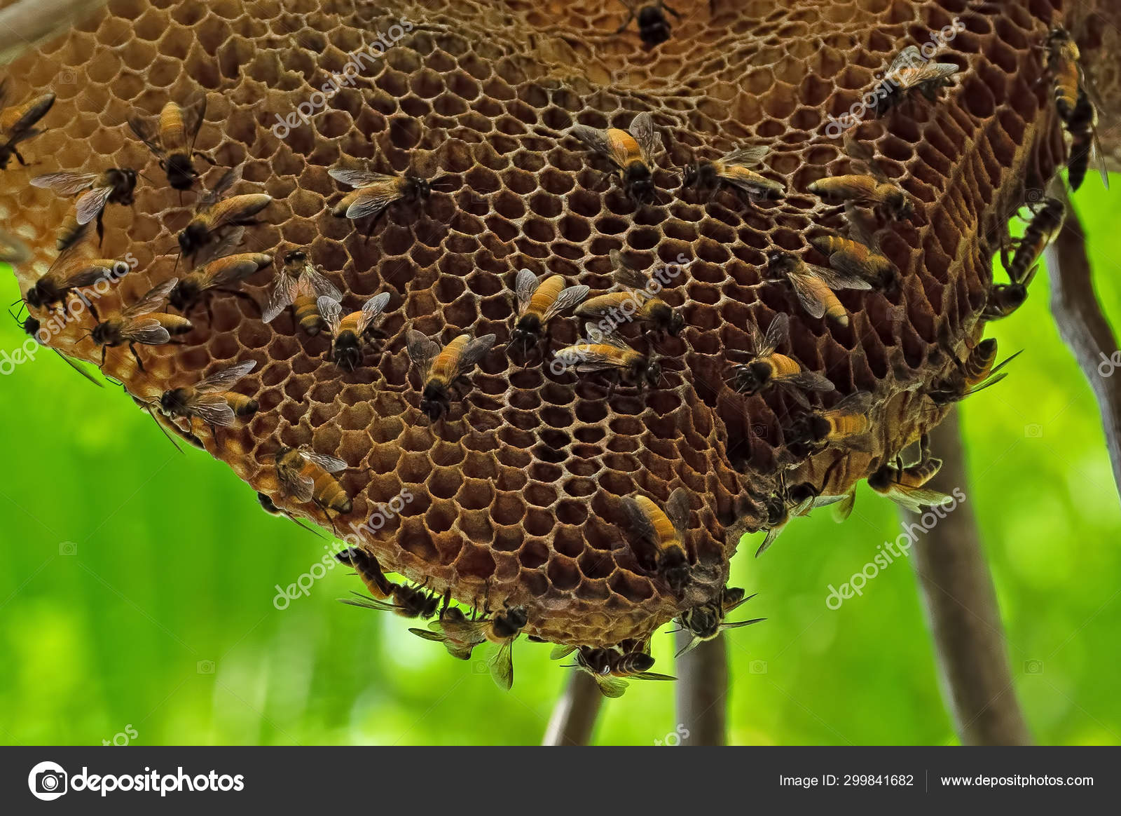 Giant Bees Nest