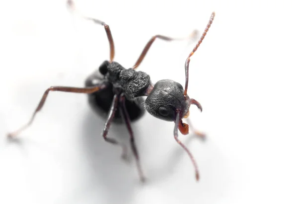 Hormiga culona fotos de stock, imágenes de Hormiga culona sin royalties ...