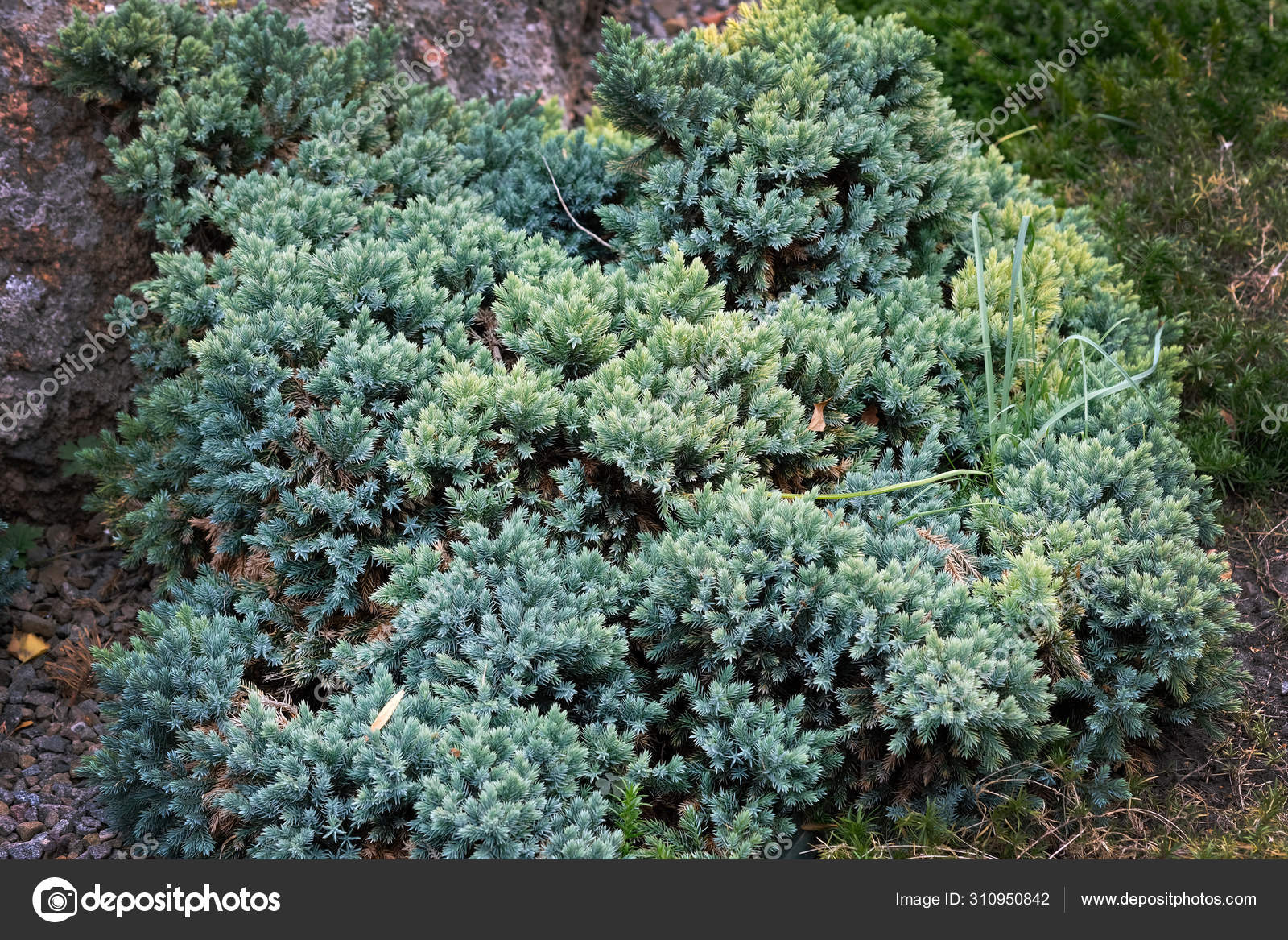 Juniperus Squamata Species Juniper Native Himalayas Blue Carpet ...