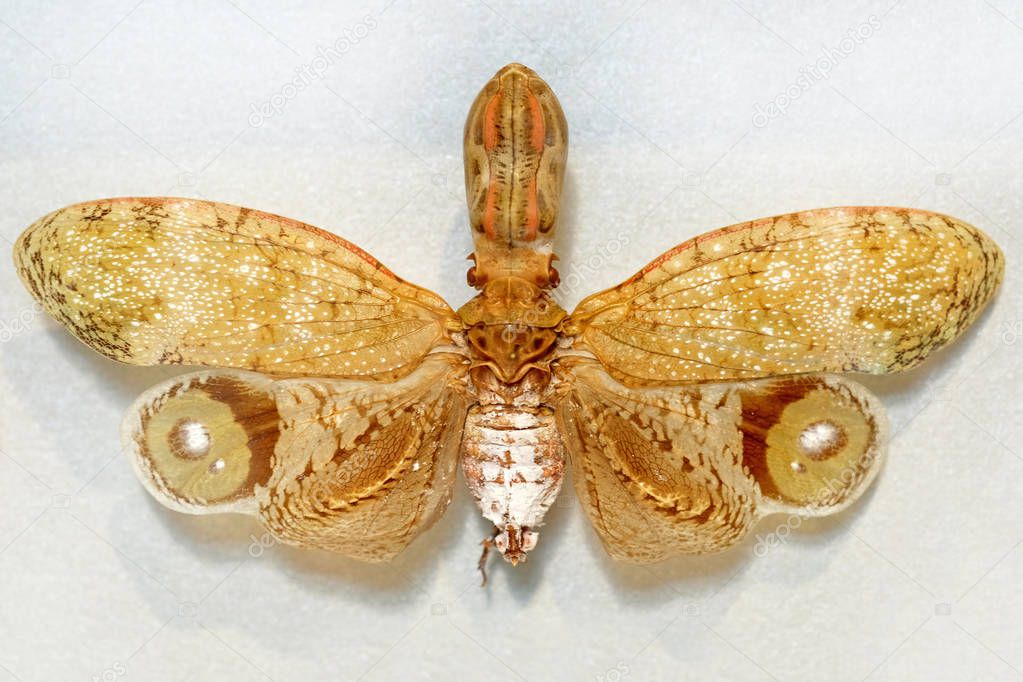 La propagación de Fulgora laternaria es común en América Central y del ...