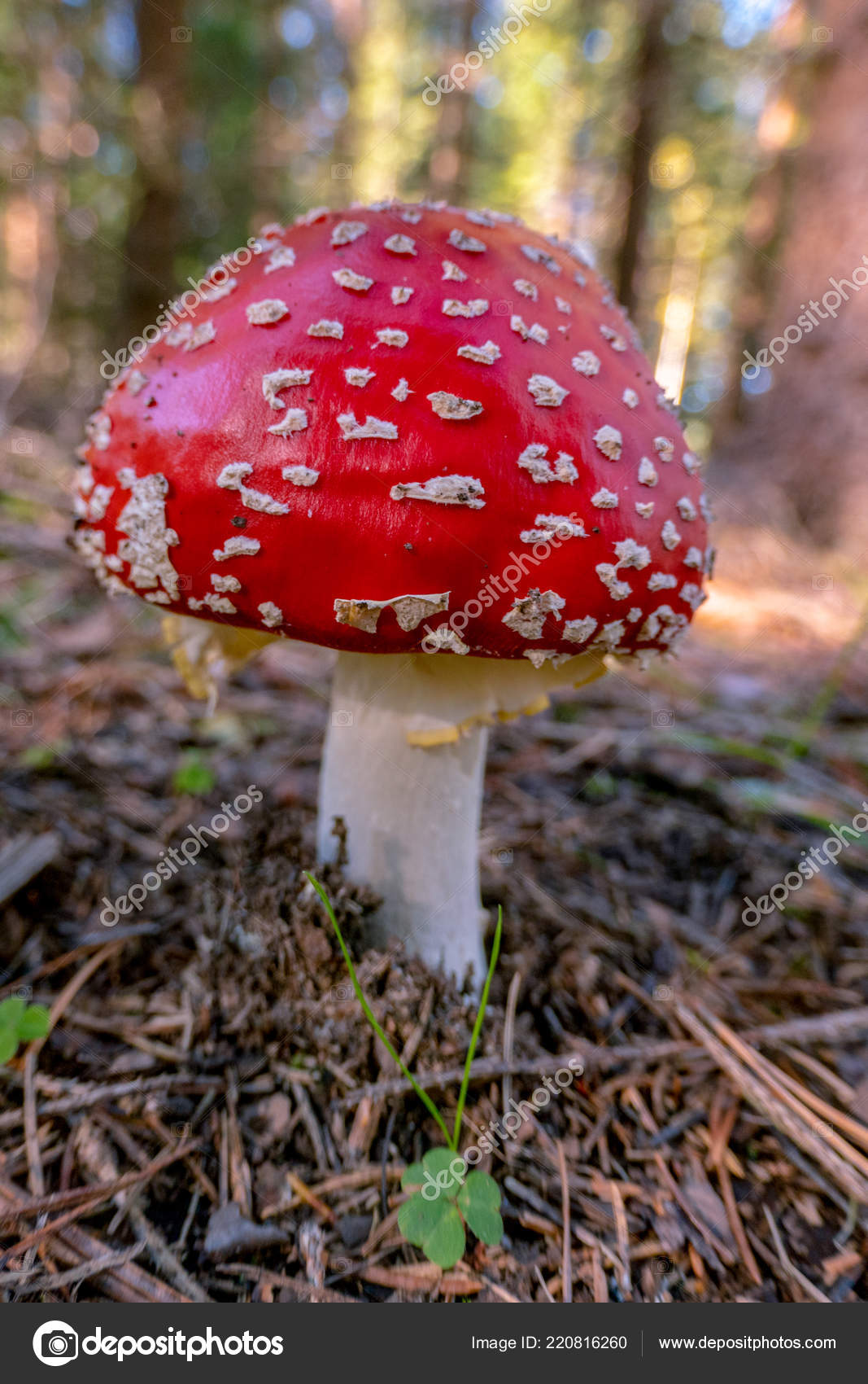 Red Mushroom White Spots Stock Photo by ©thomasmales 220816260