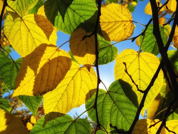 autumn multi-colored foliage - Stock Image - Everypixel