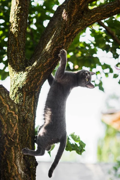 Kucing terbang Stok Foto, Kucing terbang Gambar Bebas Royalti ...