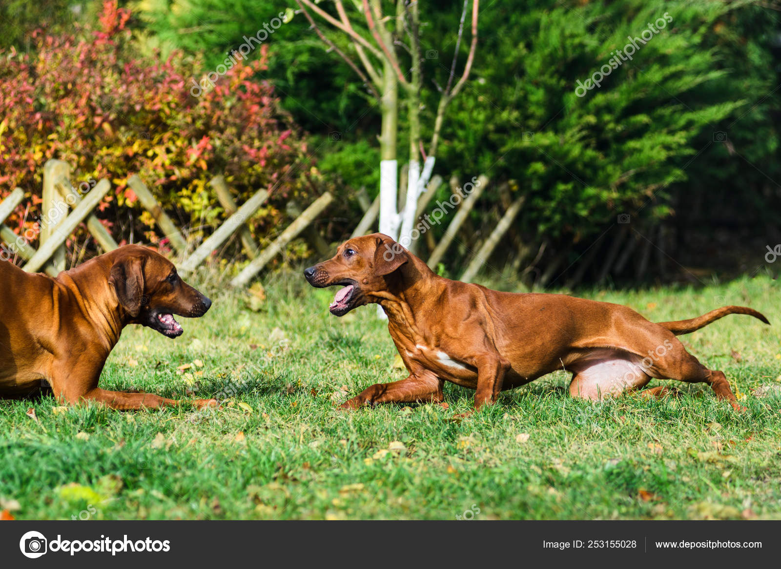 Two funny friendly Rhodesian Ridgeback dogs playing, running, chasing ...