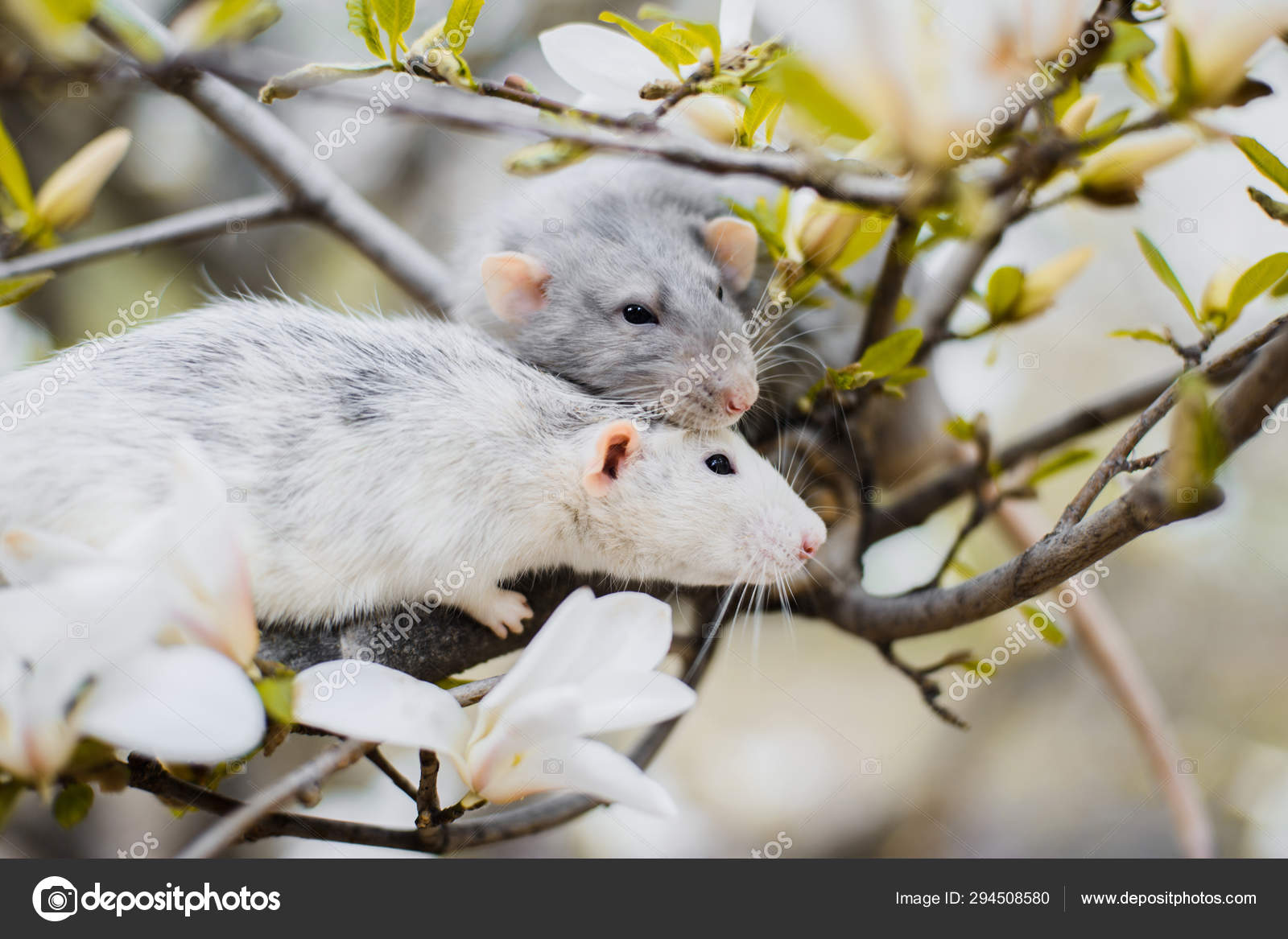 Fancy Dumbo Albino Rat