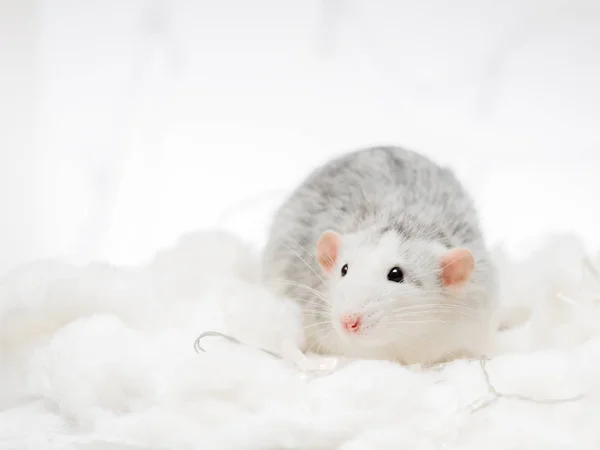 Fancy rat Stock Photos, Royalty Free Fancy rat Images | Depositphotos