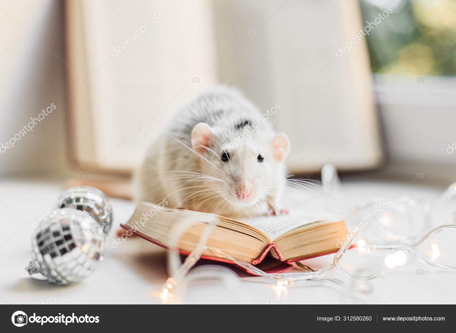 Fancy Pet Rats White