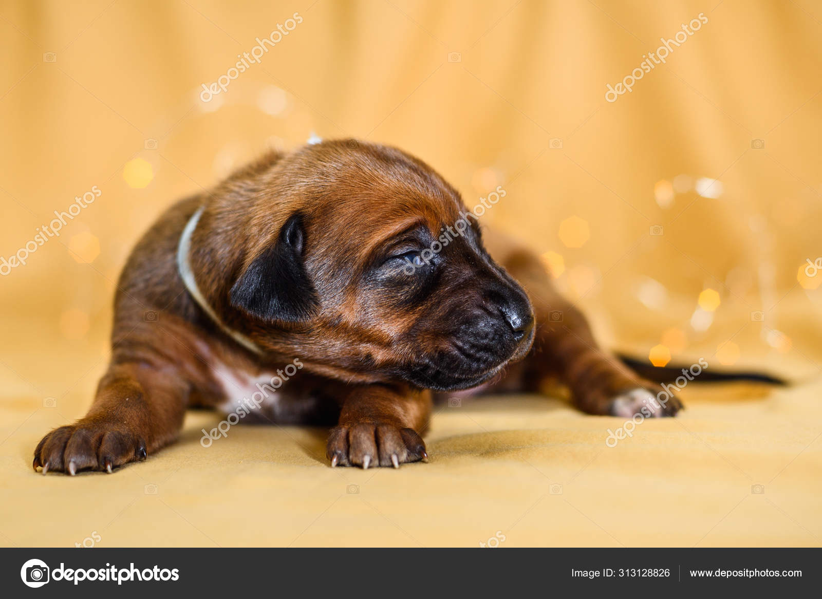 Cute Ridgeback Puppies