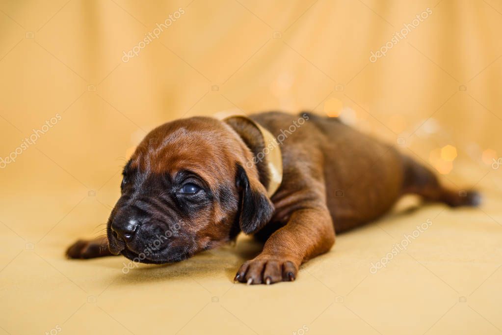 lindo recién nacido rhodesian ridgeback cachorro acaba de abrir los ...