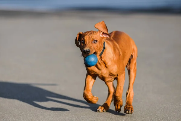 Happy Funny Face Rhodesian Ridgeback Dog Having Fun Beach White Stock ...