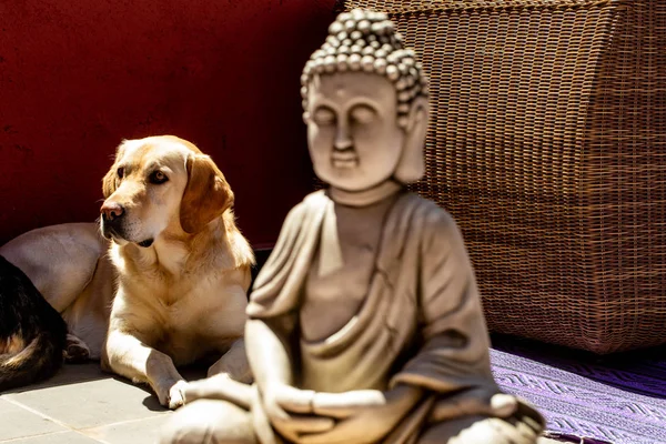 Meditation dogs Stock Photos, Royalty Free Meditation dogs Images ...