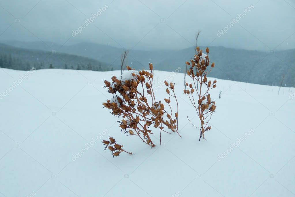 Una fuerte tormenta de nieve con un cielo gris y mucha nieve en las ...