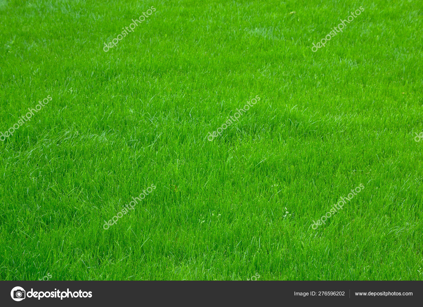 Latar Belakang Tekstur Rumput Hijau — Foto Stok © olena.sakhatska ...