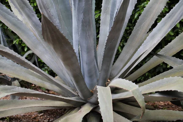 Big agave Stock Photos, Royalty Free Big agave Images | Depositphotos