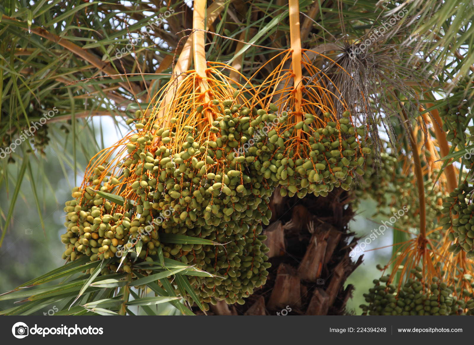 Crown Date Palm Tree — Stock Photo © viktor2013 #224394248