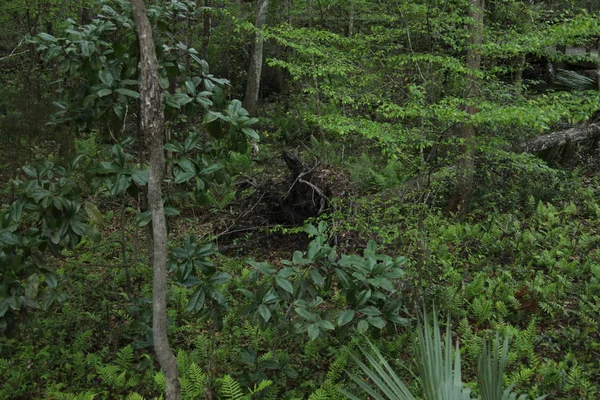 wild beauty of the exotic Florida nature - Stock Image - Everypixel