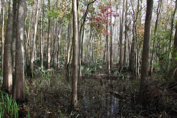 wild beauty of the exotic Florida nature - Stock Image - Everypixel