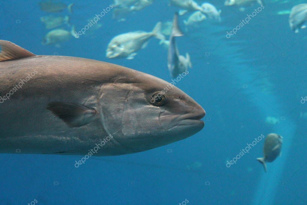 atún pez nadando bajo el agua conocido como atún rojo, atún rojo ...