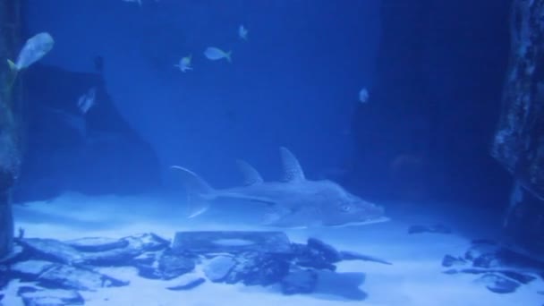 71 vídeos de Poisson guitare, metraje de Poisson guitare sin royalties ...