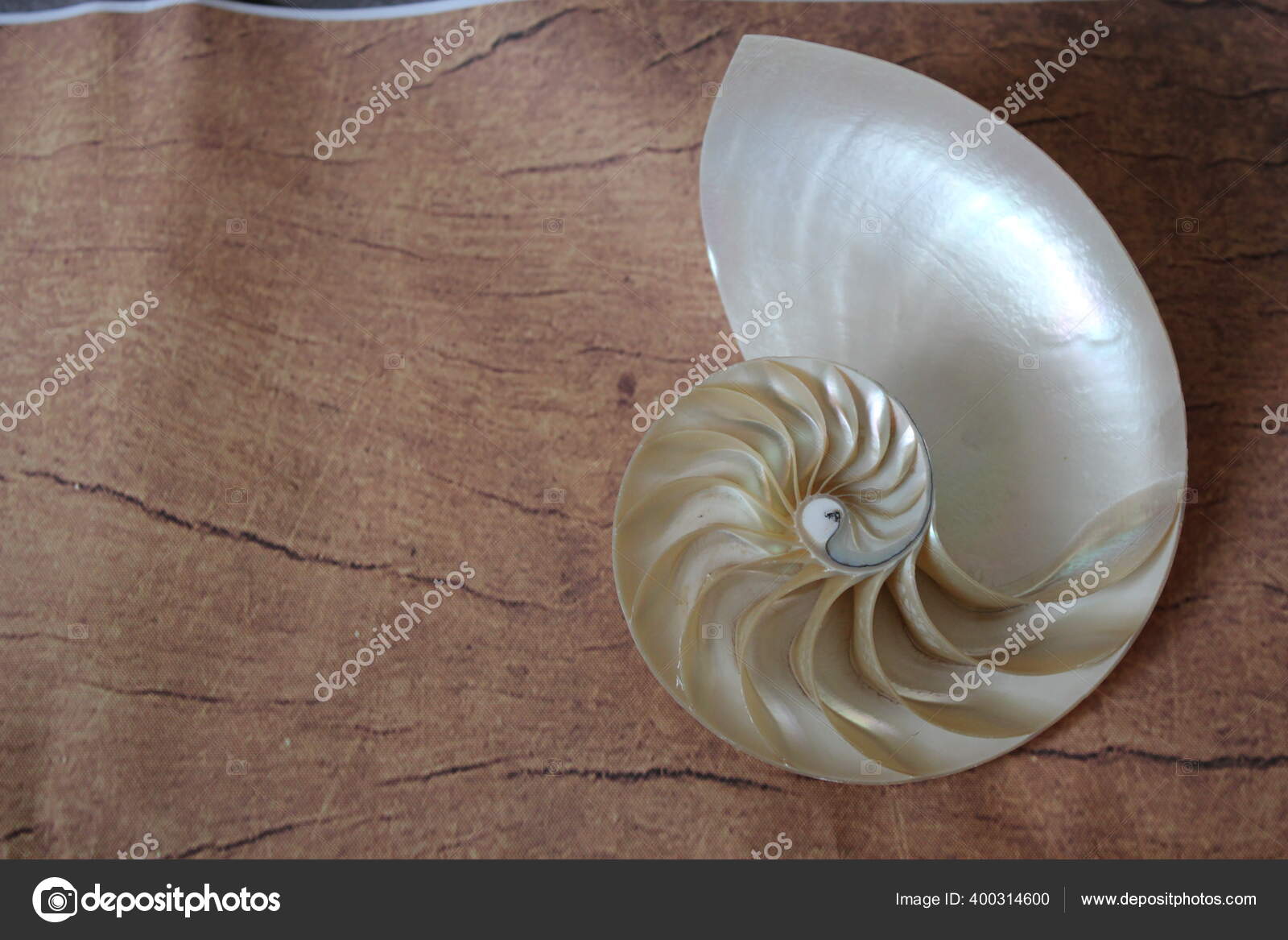 Fibonacci Sequence In Shells
