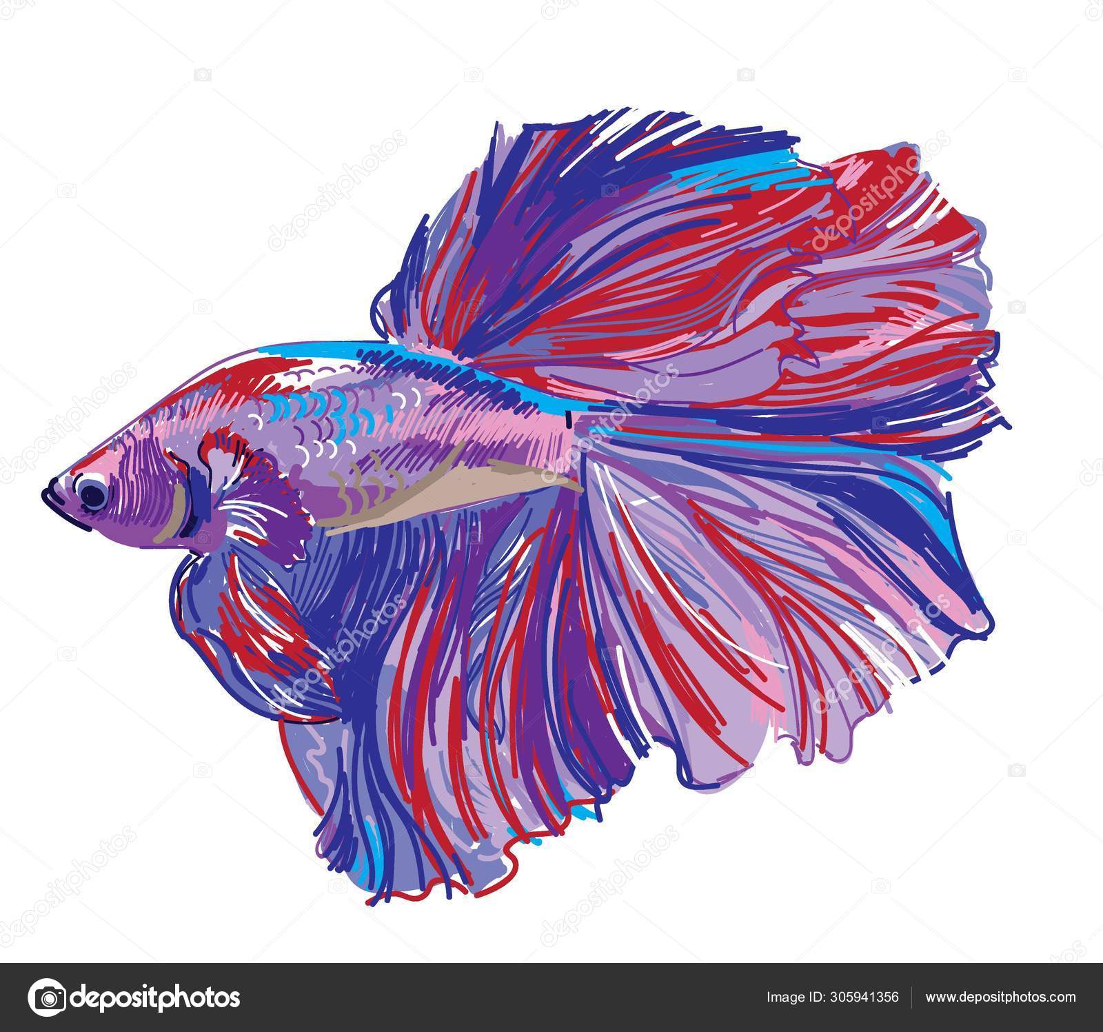 Colorful Betta Fish Drawing
