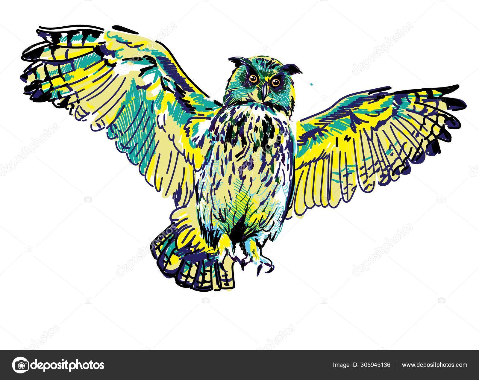 Owl Wings Spread Drawing