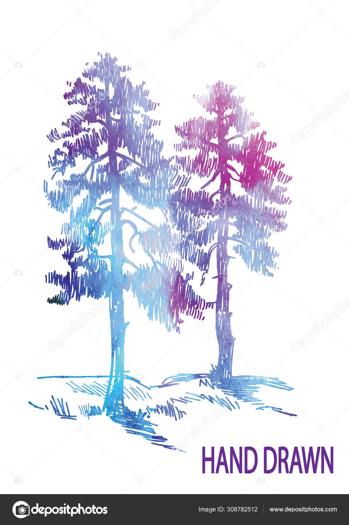 Tall Old Fir Tree Drawing Hand Vintage Style Drawing Ink Stock Vector ...