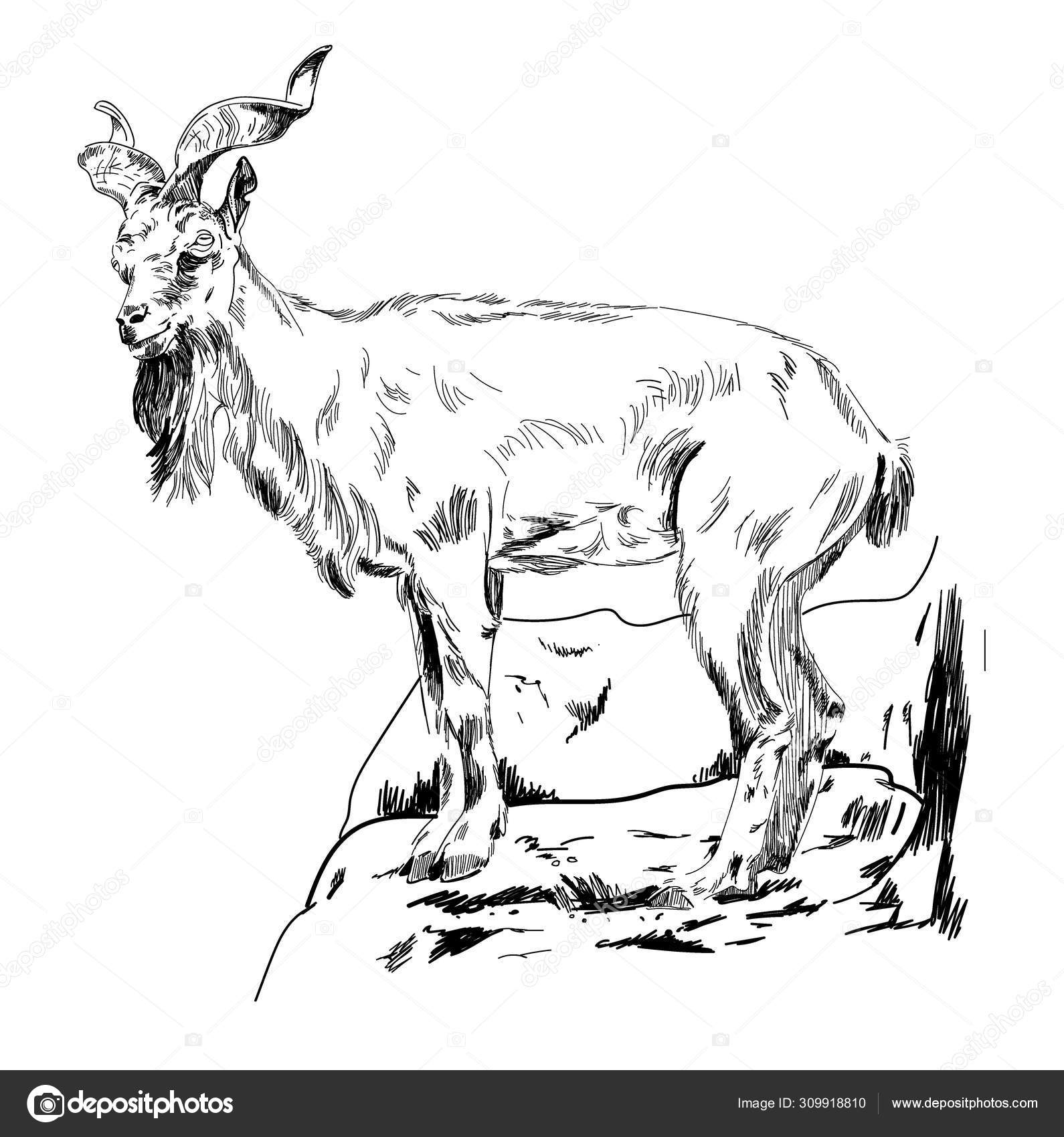 Geit Tegning Per Palle Storm | Uten Tittel (Geit) NKDB Bærum