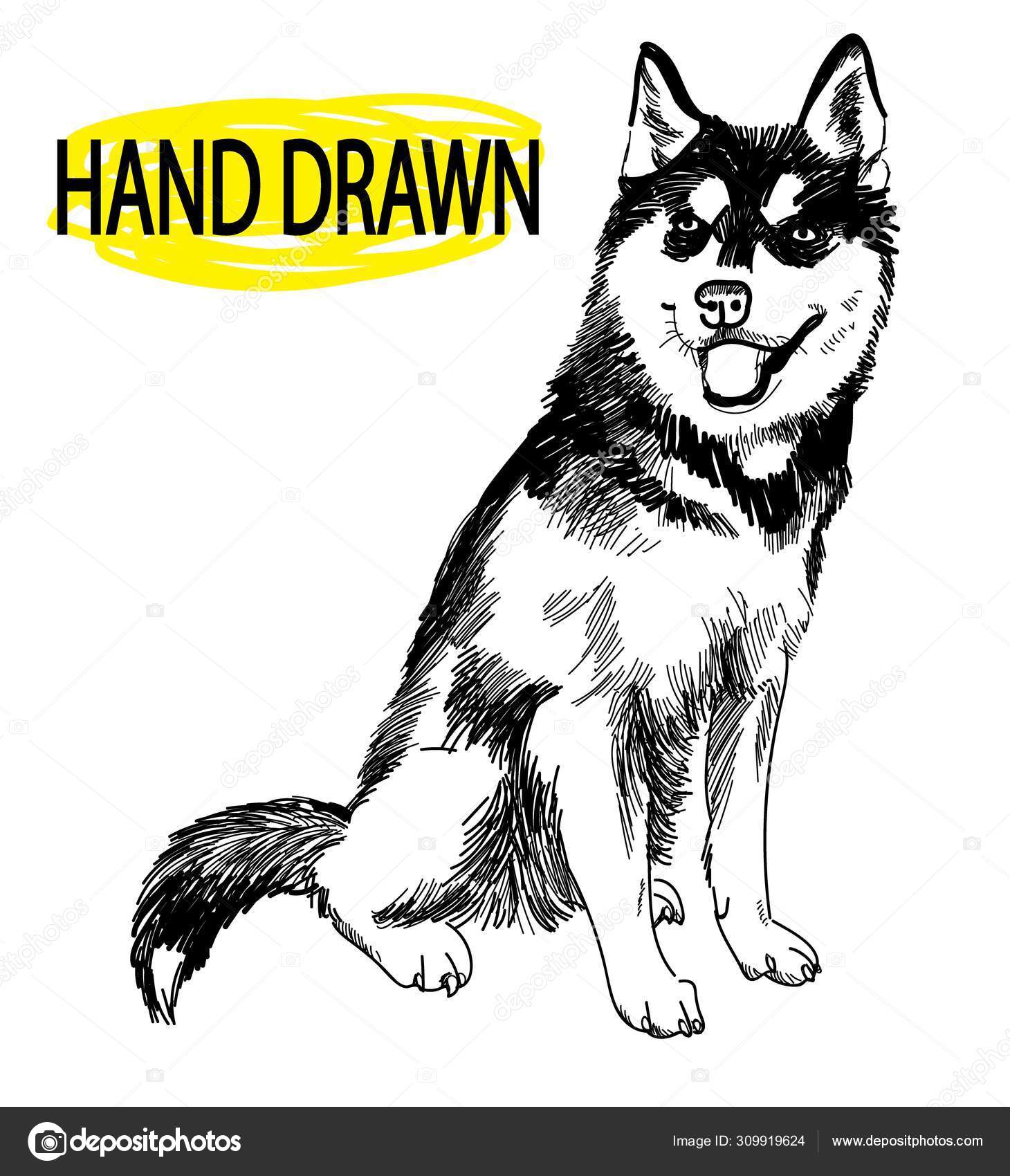 Husky Drawing