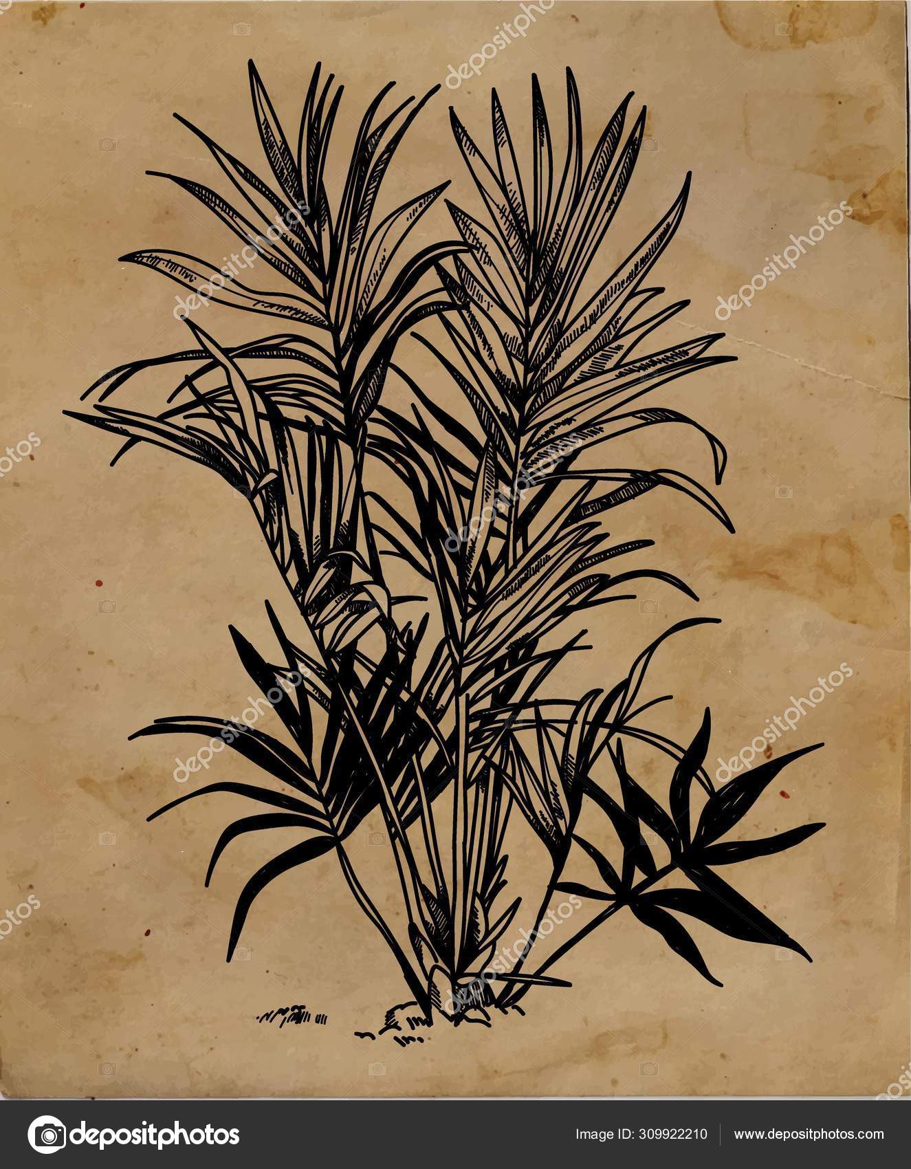 Botanical Illustration Areca Palm Large Leaves Professional Drawing ...
