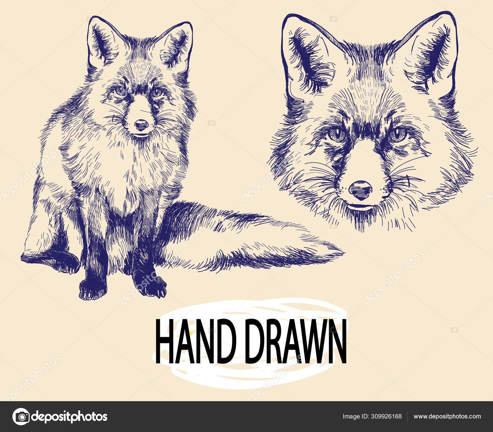 Vintage Fox Drawing