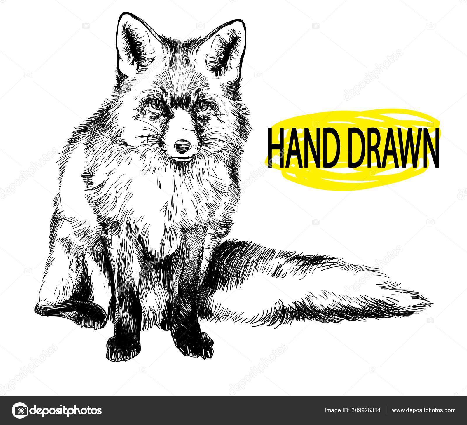 Vintage Fox Drawing