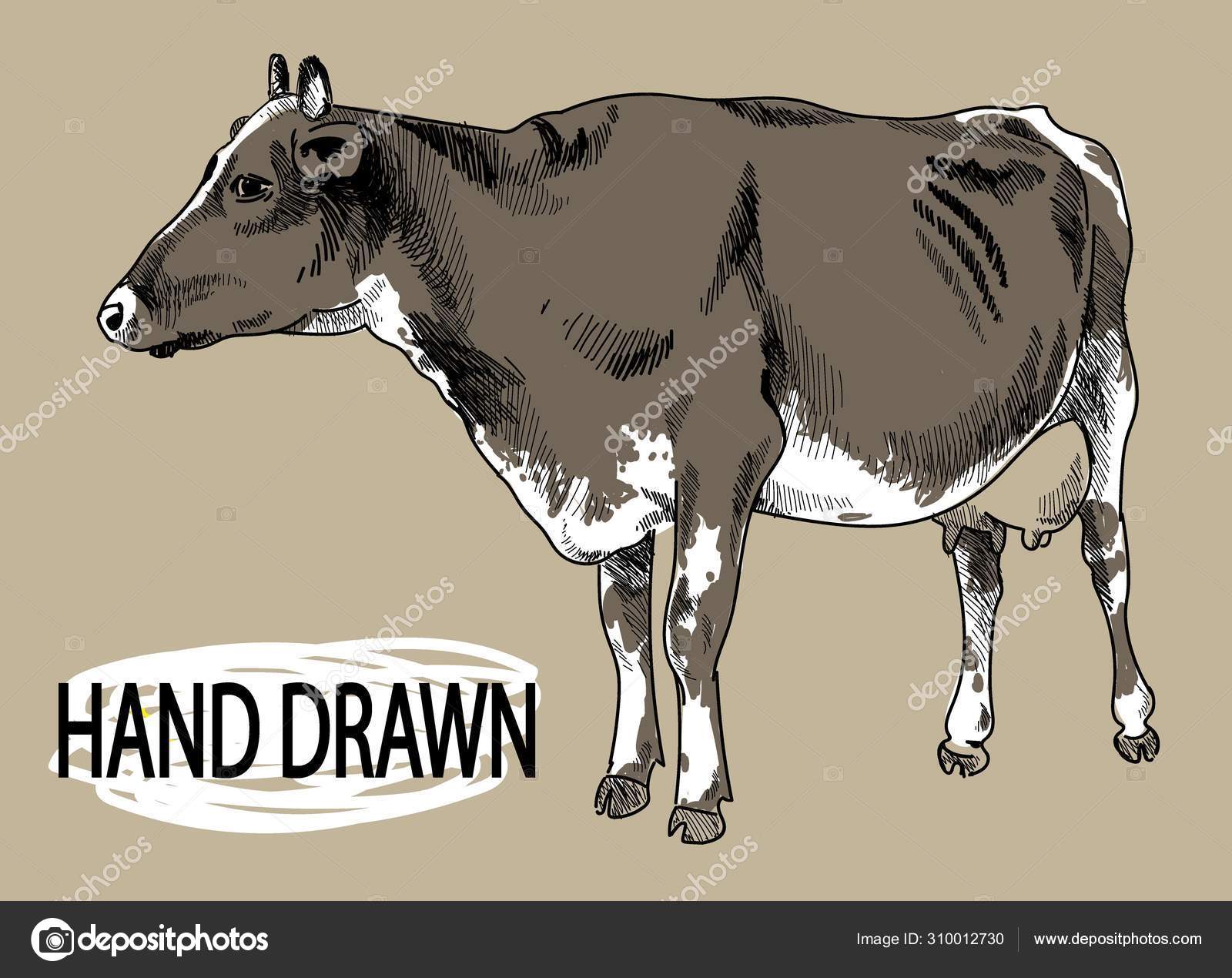 Udder Drawing