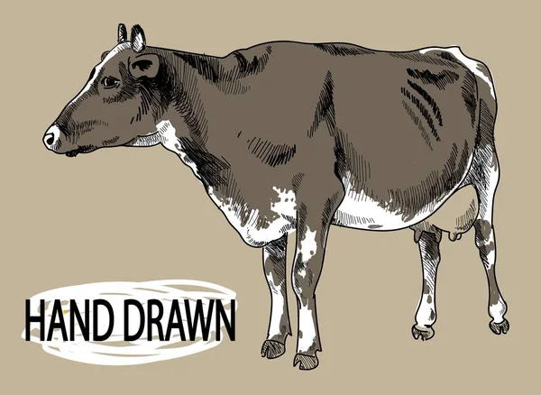 Sketch of cow drawn by hand. livestock. cattle. animal grazing Stock ...