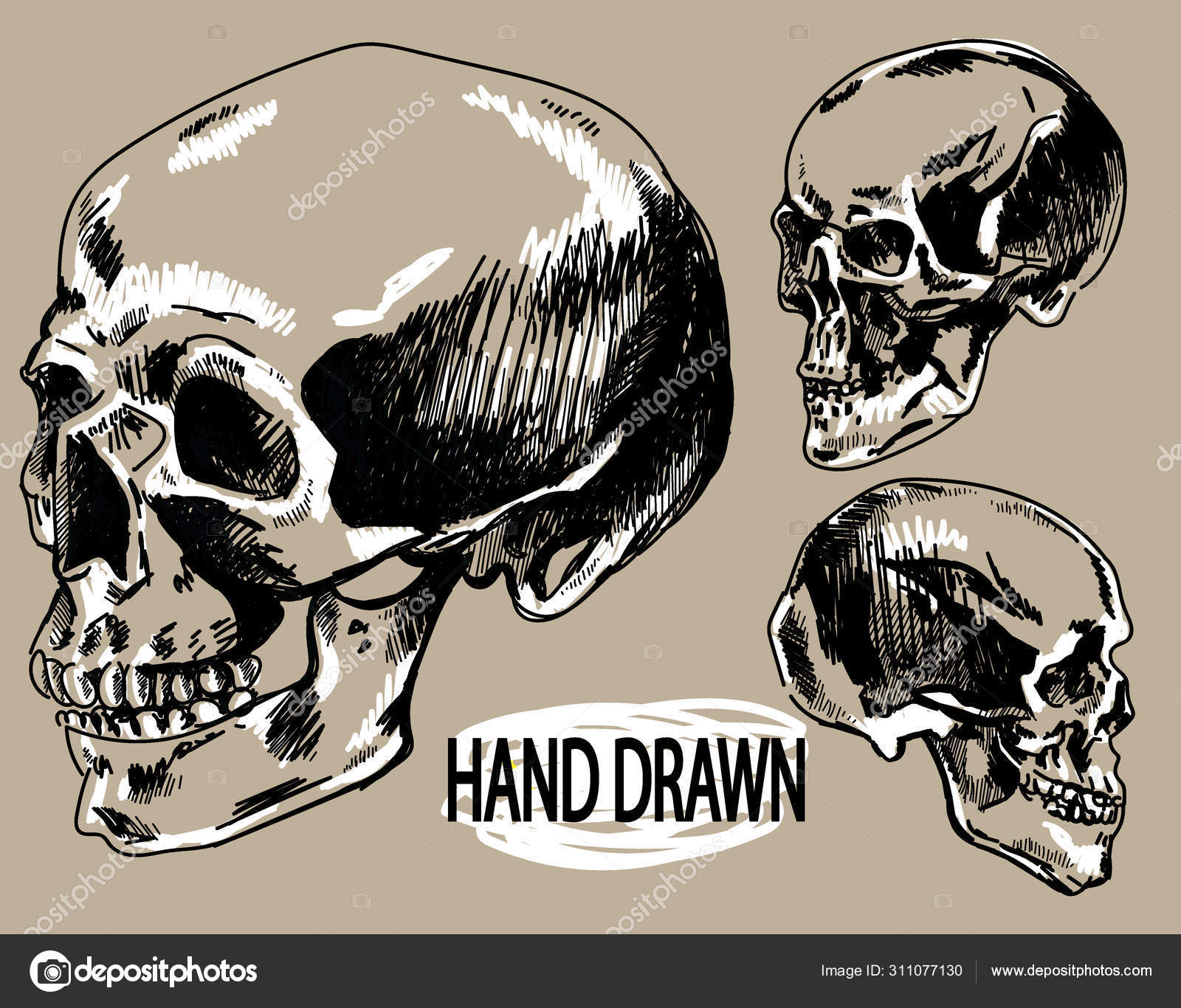 Human Skull Profile Drawing
