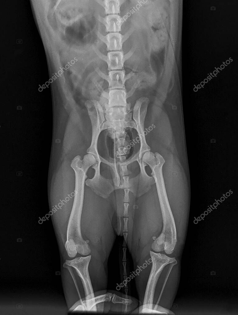 Una radiografía de un perro. La cadera de un perro. Taz, articulaciones ...