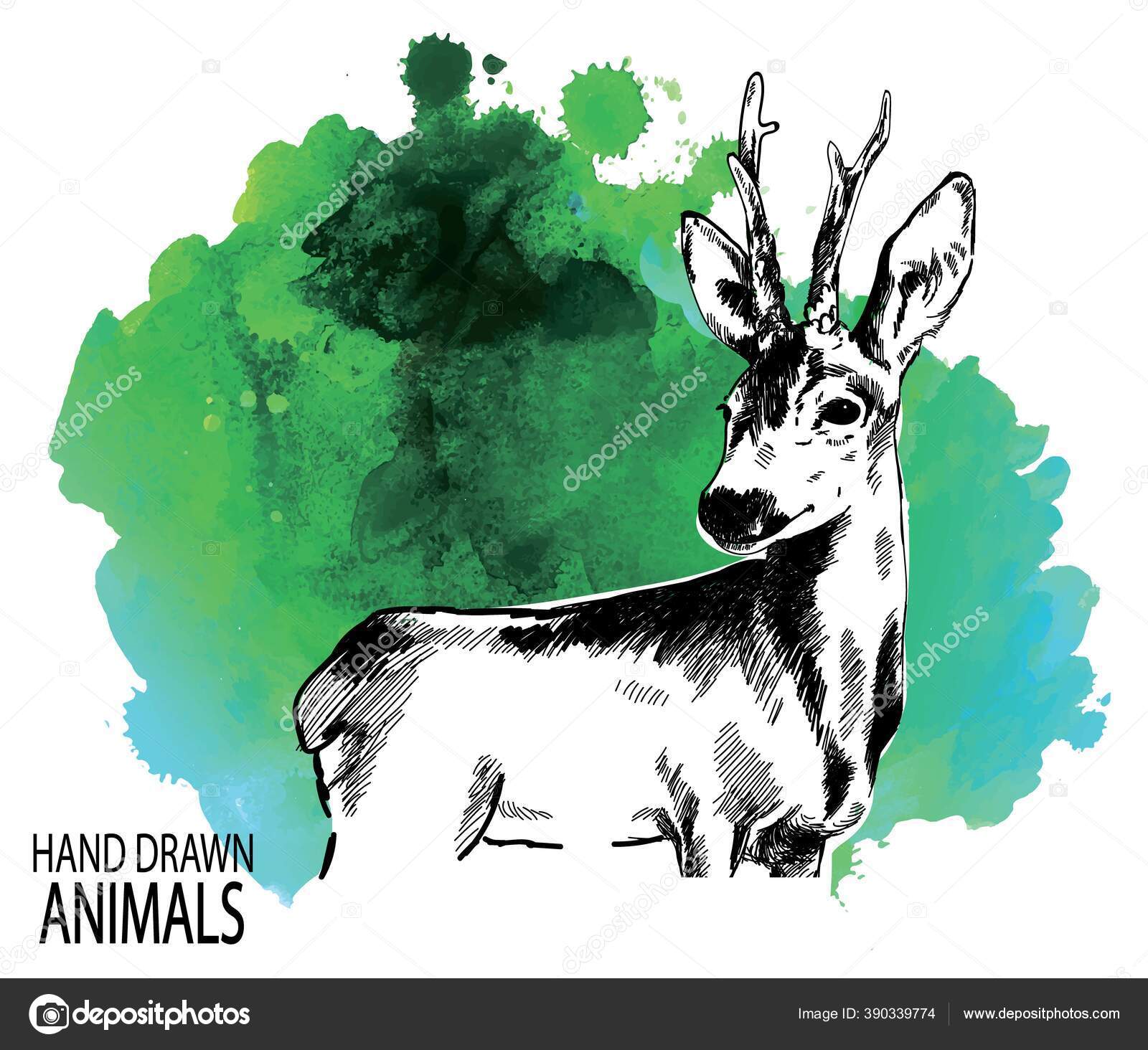 Vintage Hjort Tegning