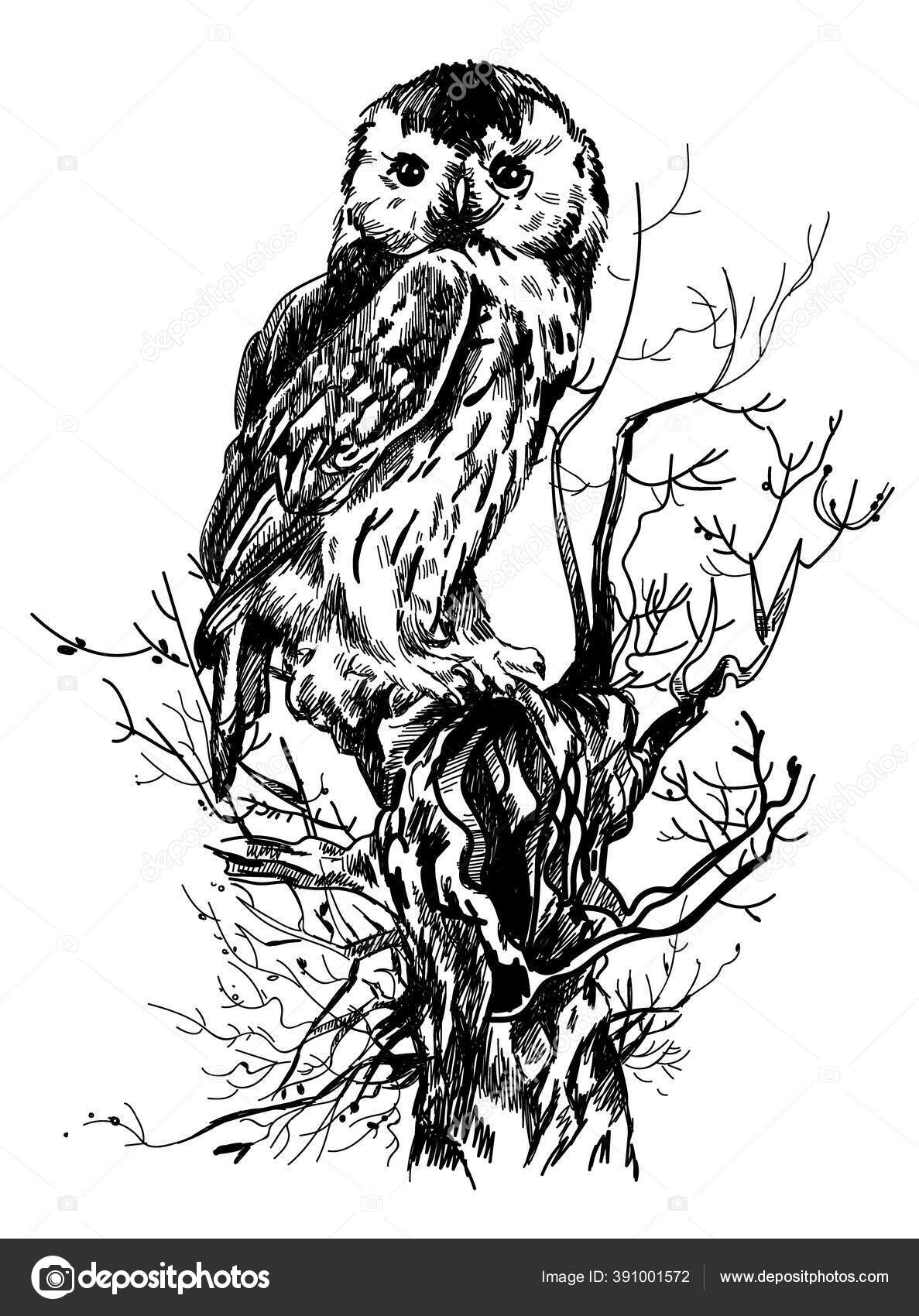 Dibujo Realista De Búho En Una Rama