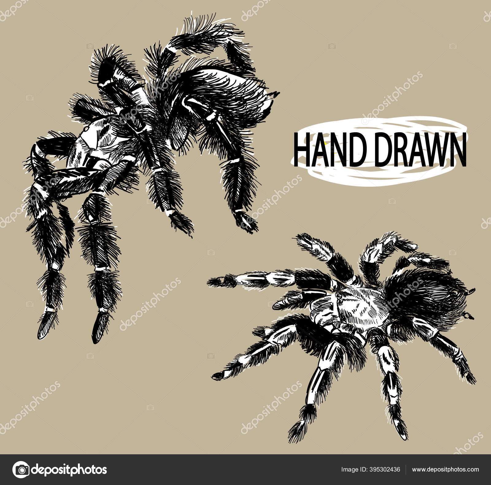 Tarantula Drawing