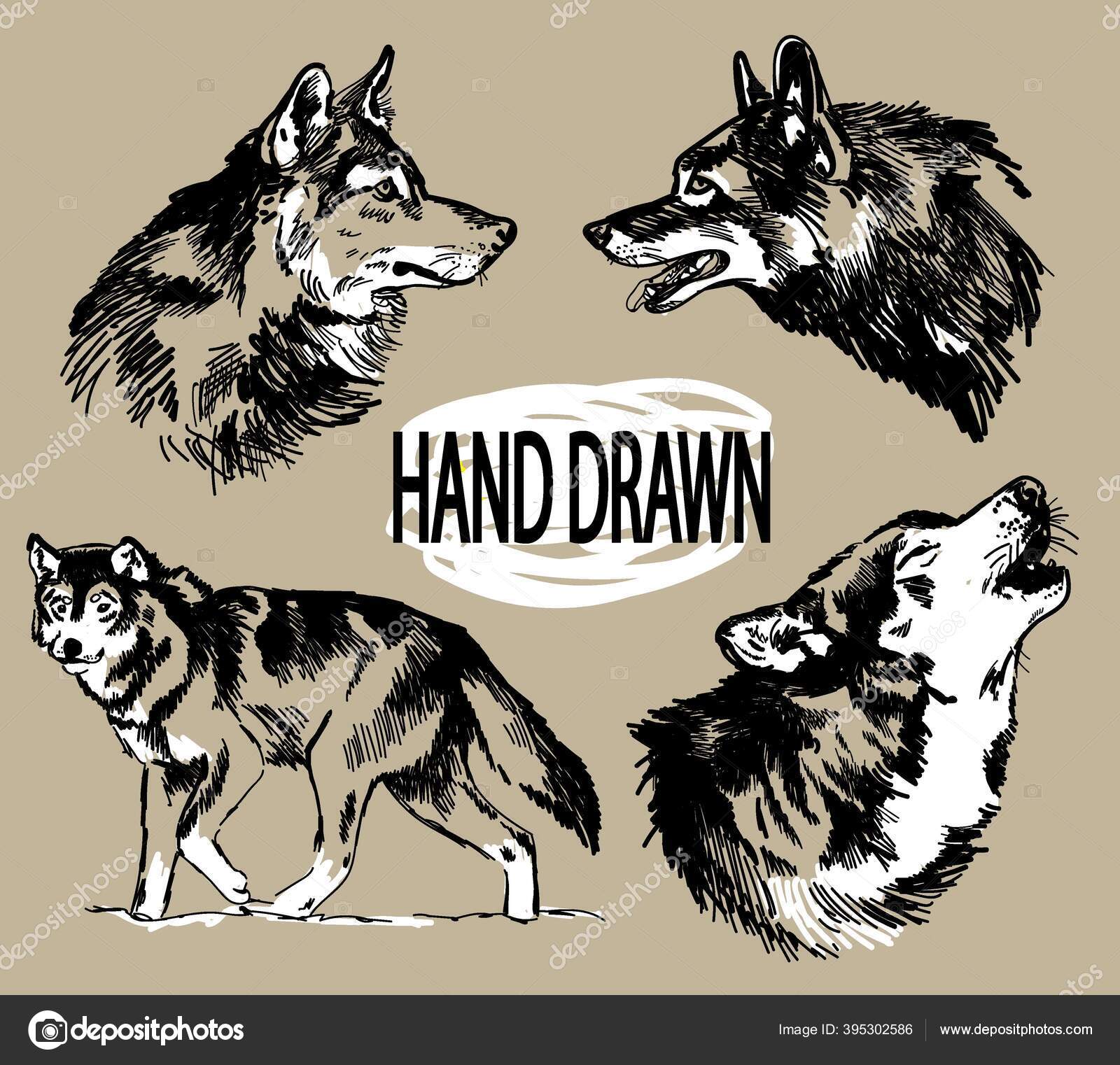 Wolf Head Growling Drawing